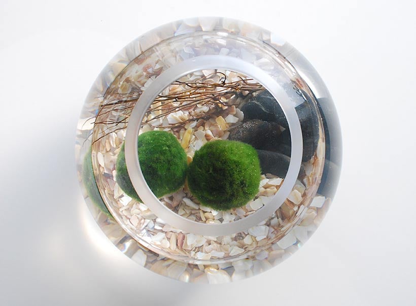 Join the Marimo Moss Ball Craze : The Perfect Indoor Water Garden ...