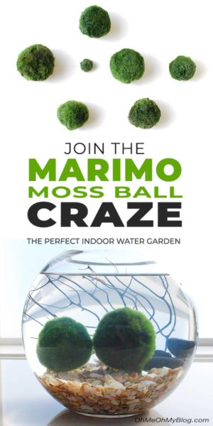 Join the Marimo Moss Ball Craze : The Perfect Indoor Water Garden ...